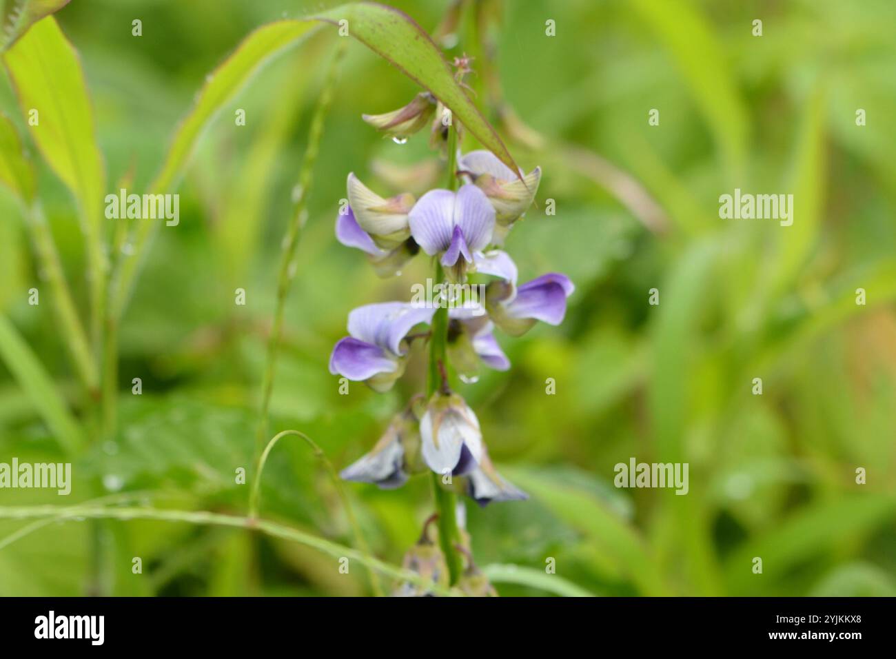 Blue Rattlepod (Crotalaria verrucosa Stock Photo - Alamy