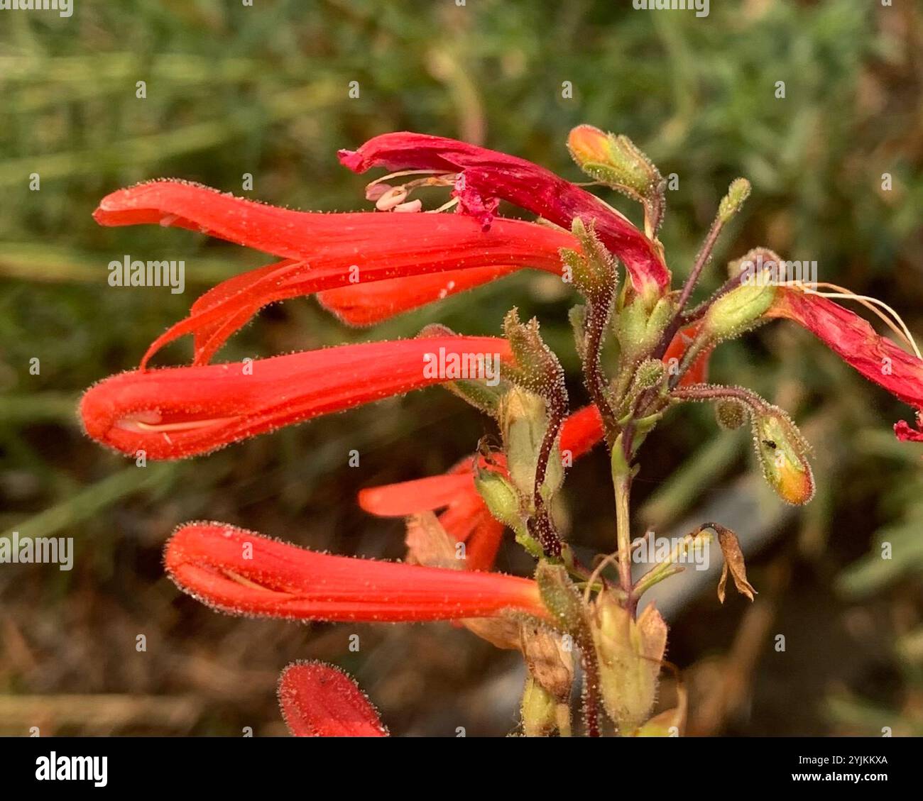 Bridges' penstemon (Penstemon rostriflorus Stock Photo - Alamy