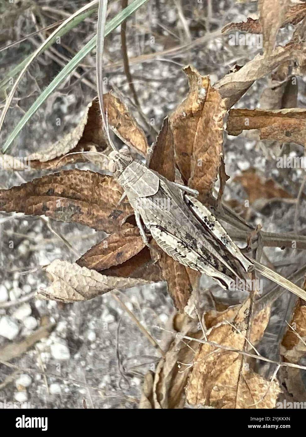 Italian locust (Calliptamus italicus Stock Photo - Alamy