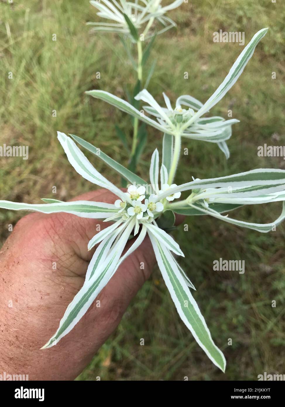 snow-on-the-prairie (Euphorbia bicolor Stock Photo - Alamy