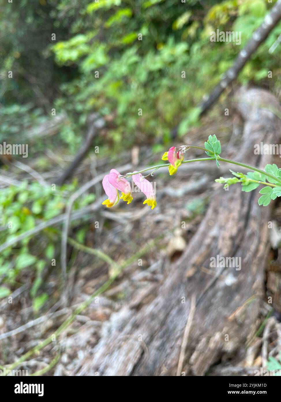 rock harlequin (Capnoides sempervirens Stock Photo - Alamy