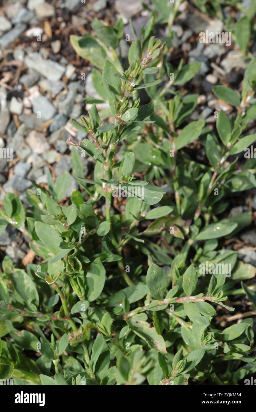Oval Leaf Knotweed (Polygonum arenastrum Stock Photo - Alamy