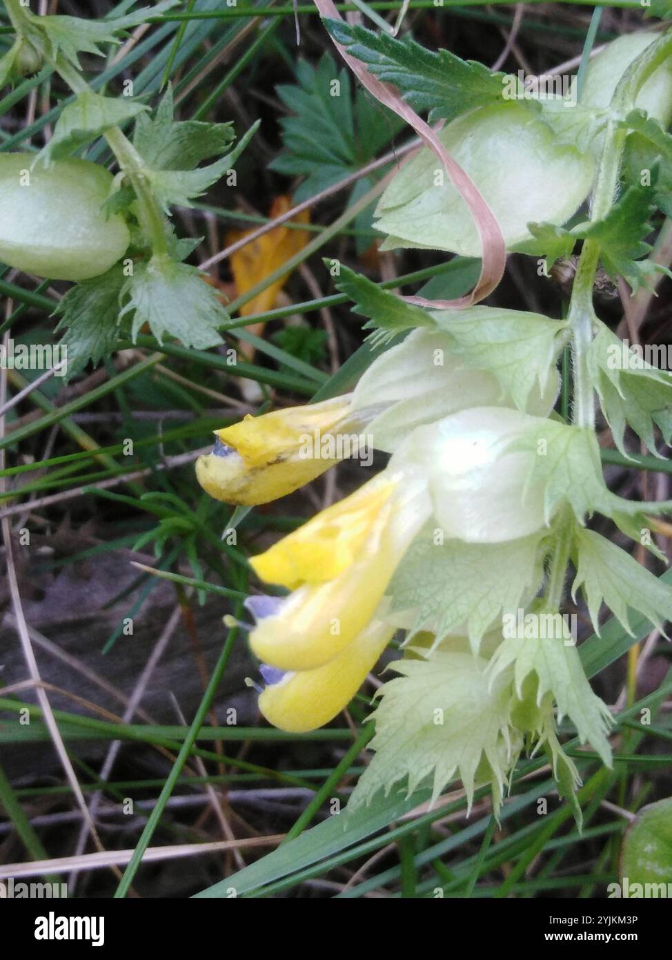 Greater Yellow-rattle (Rhinanthus serotinus Stock Photo - Alamy