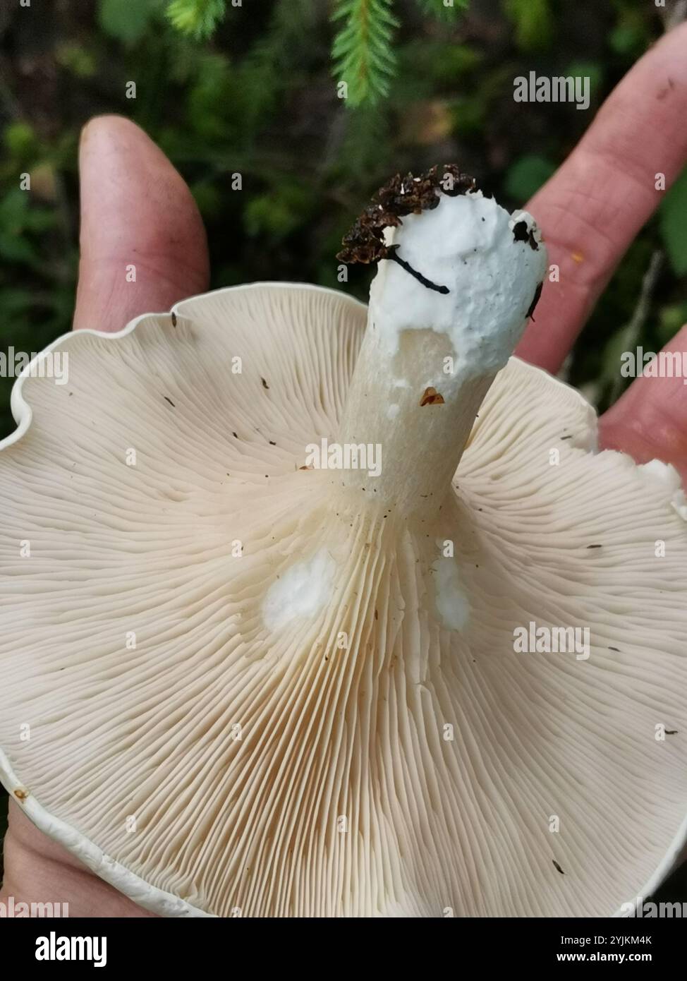 Sweetbread Mushroom (Clitopilus prunulus Stock Photo - Alamy