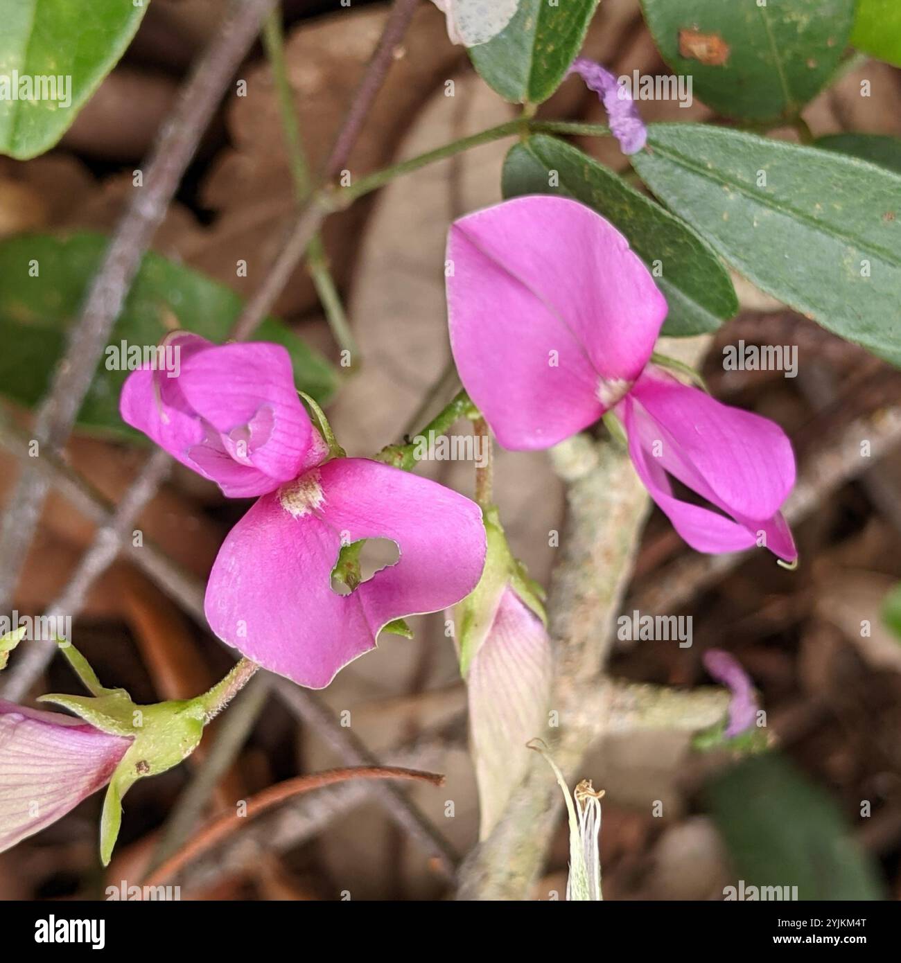 eastern milk-pea (Galactia regularis Stock Photo - Alamy