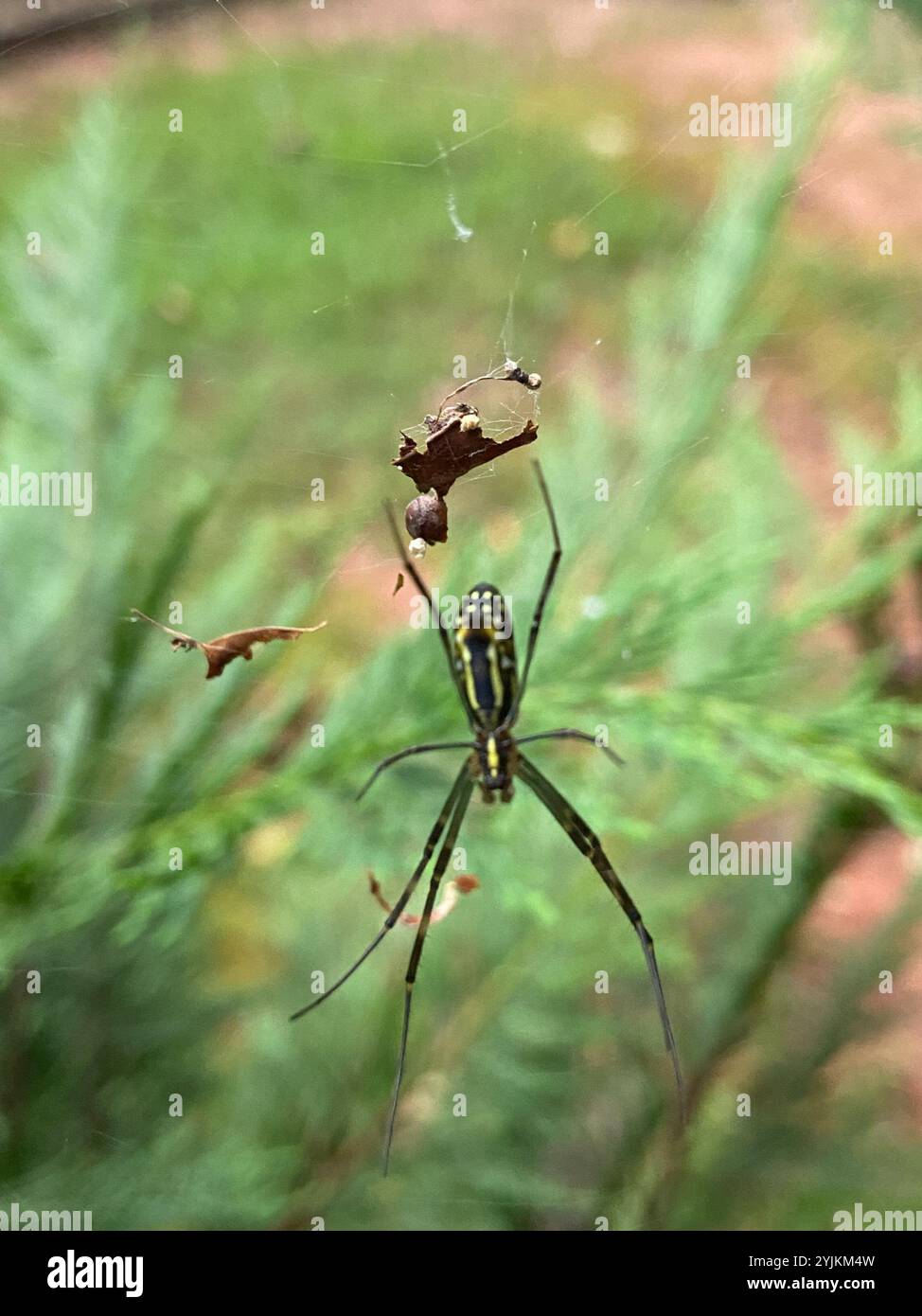 Joro Spider (Trichonephila clavata Stock Photo - Alamy