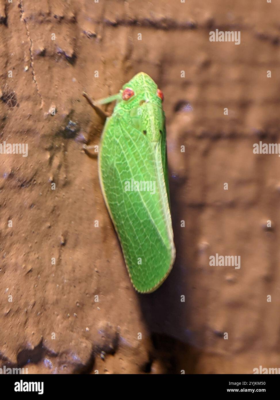 Green Cone-headed Planthopper (Acanalonia conica Stock Photo - Alamy
