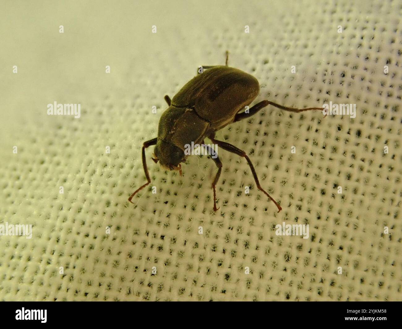 Lithophilus hi-res stock photography and images - Alamy