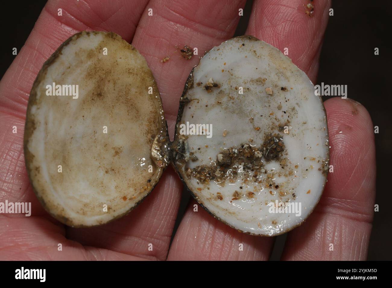 Baltic Macoma (Macoma balthica Stock Photo - Alamy