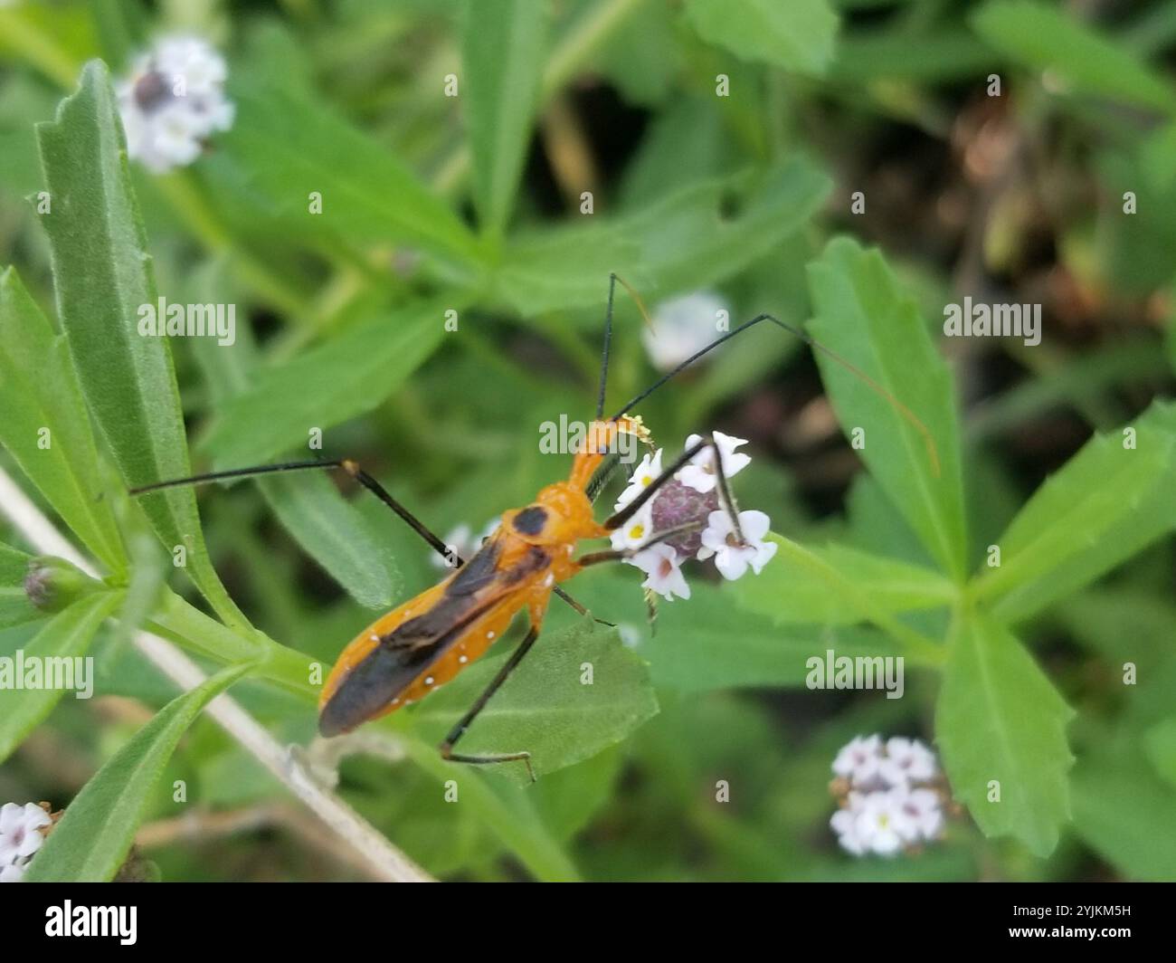 Milkweed Assassin Bug (Zelus longipes Stock Photo - Alamy