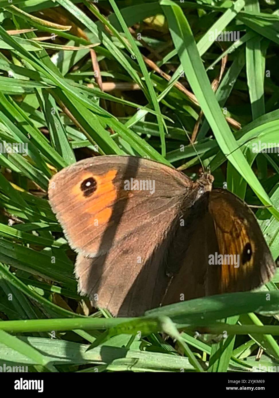 Meadow Brown (Maniola jurtina Stock Photo - Alamy