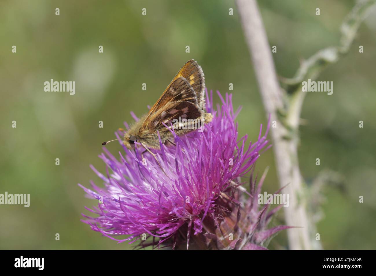 Common Branded Skipper (Hesperia comma Stock Photo - Alamy