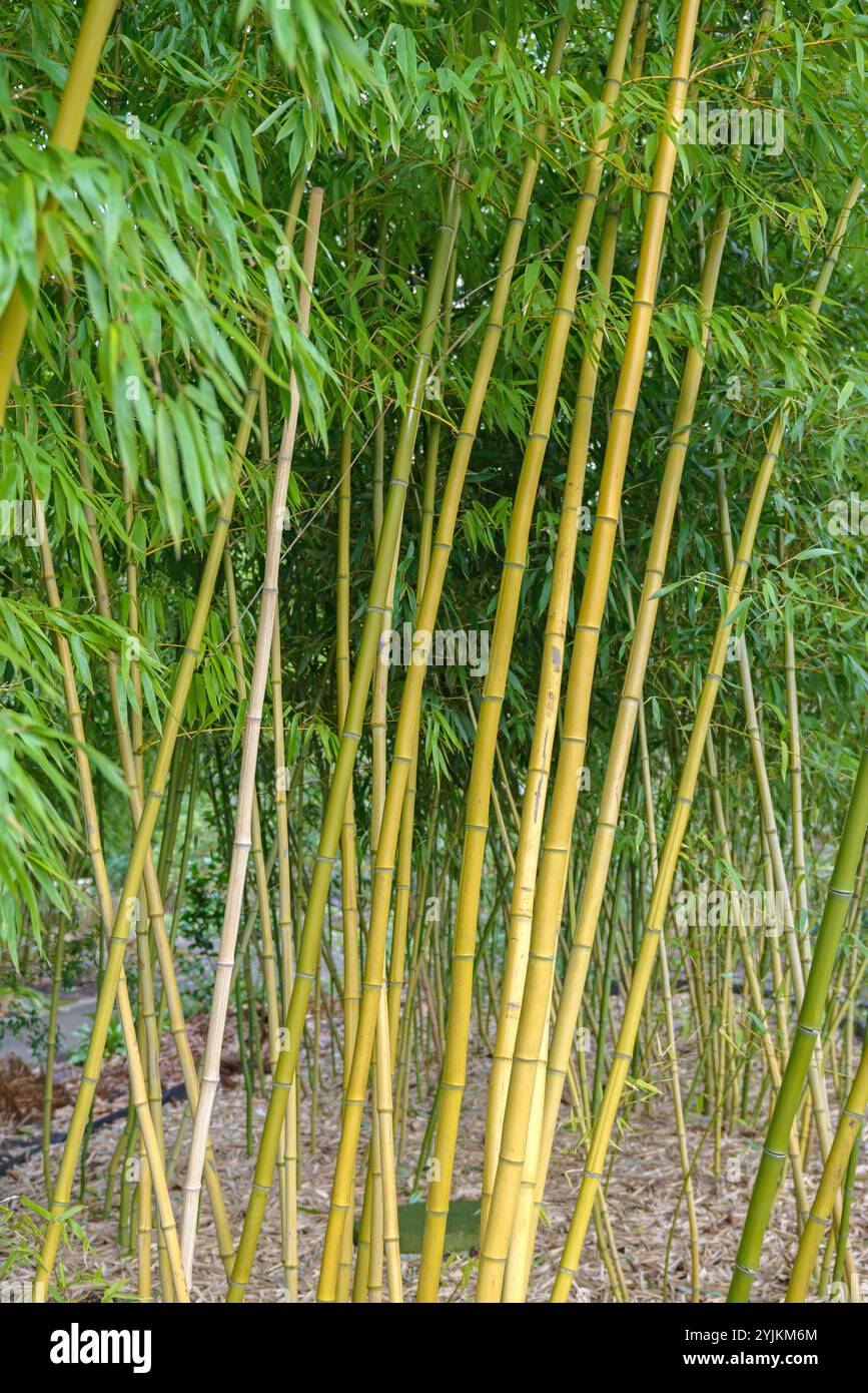 Bamboo phyllostachys vivax hi-res stock photography and images - Alamy