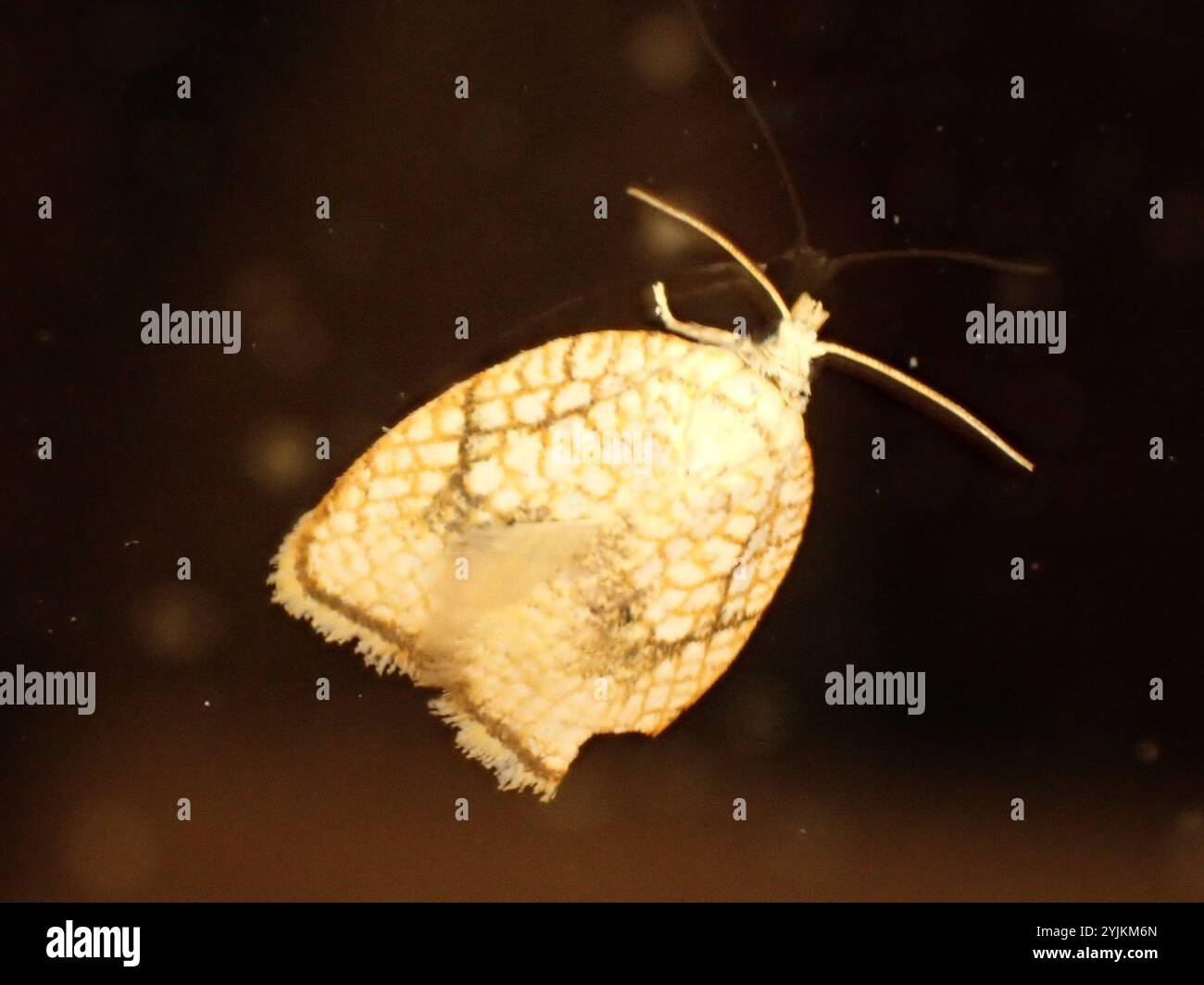 Leaftier moth hi-res stock photography and images - Alamy