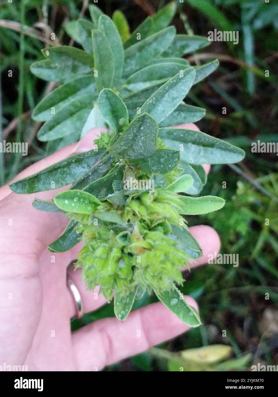 round-headed bush clover (Lespedeza capitata Stock Photo - Alamy