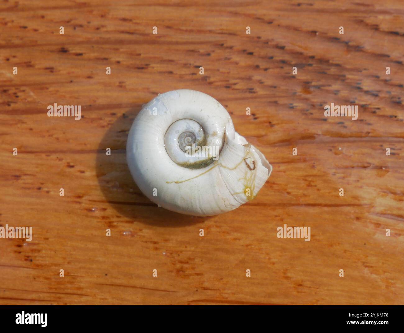 Great Ram's-horn (Planorbarius corneus Stock Photo - Alamy