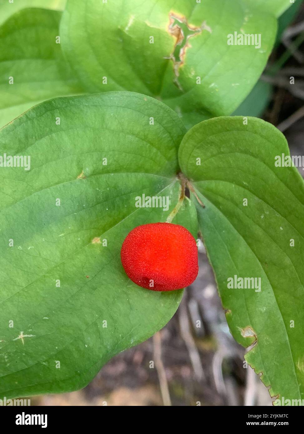 rough-fruited fairybells (Prosartes trachycarpa Stock Photo - Alamy