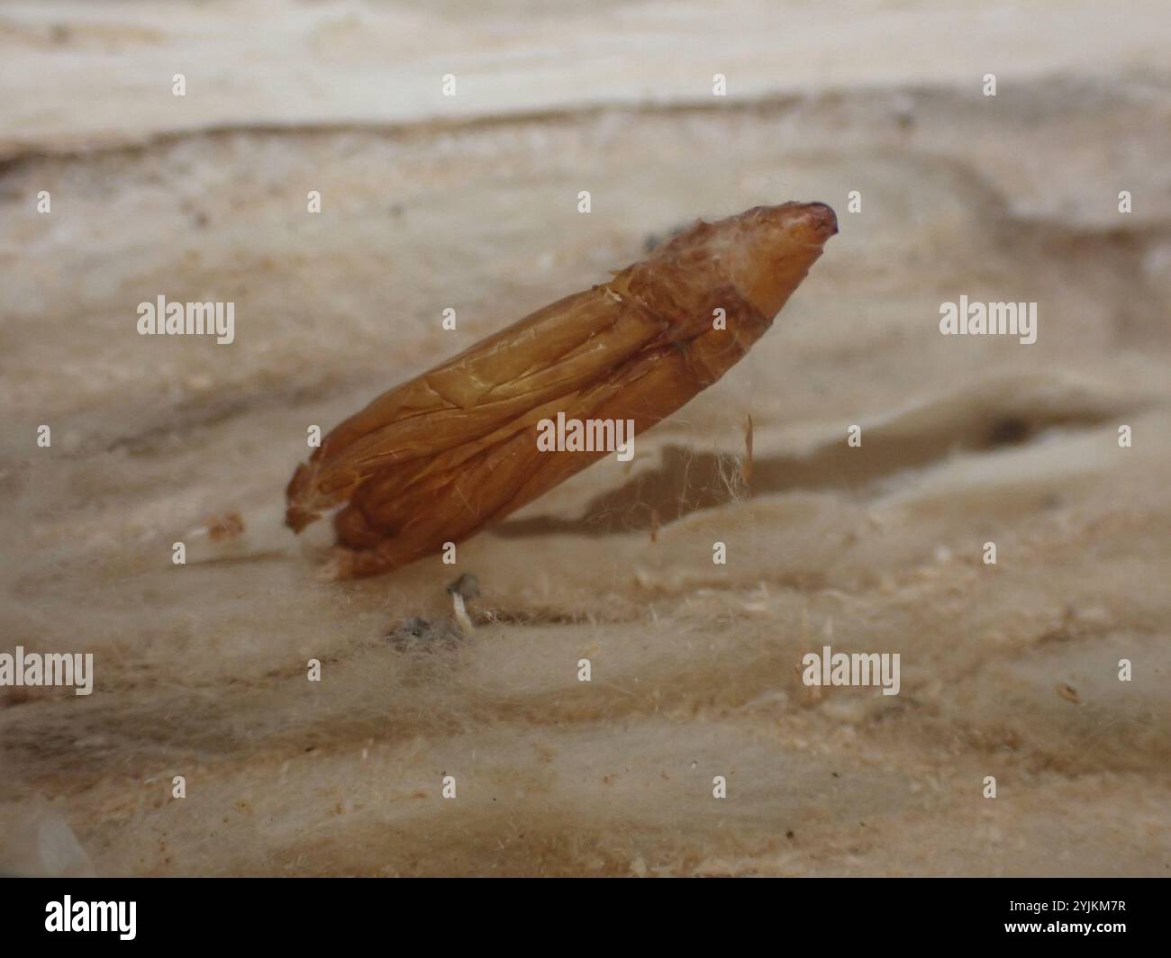 Bee Moth (Aphomia sociella Stock Photo - Alamy