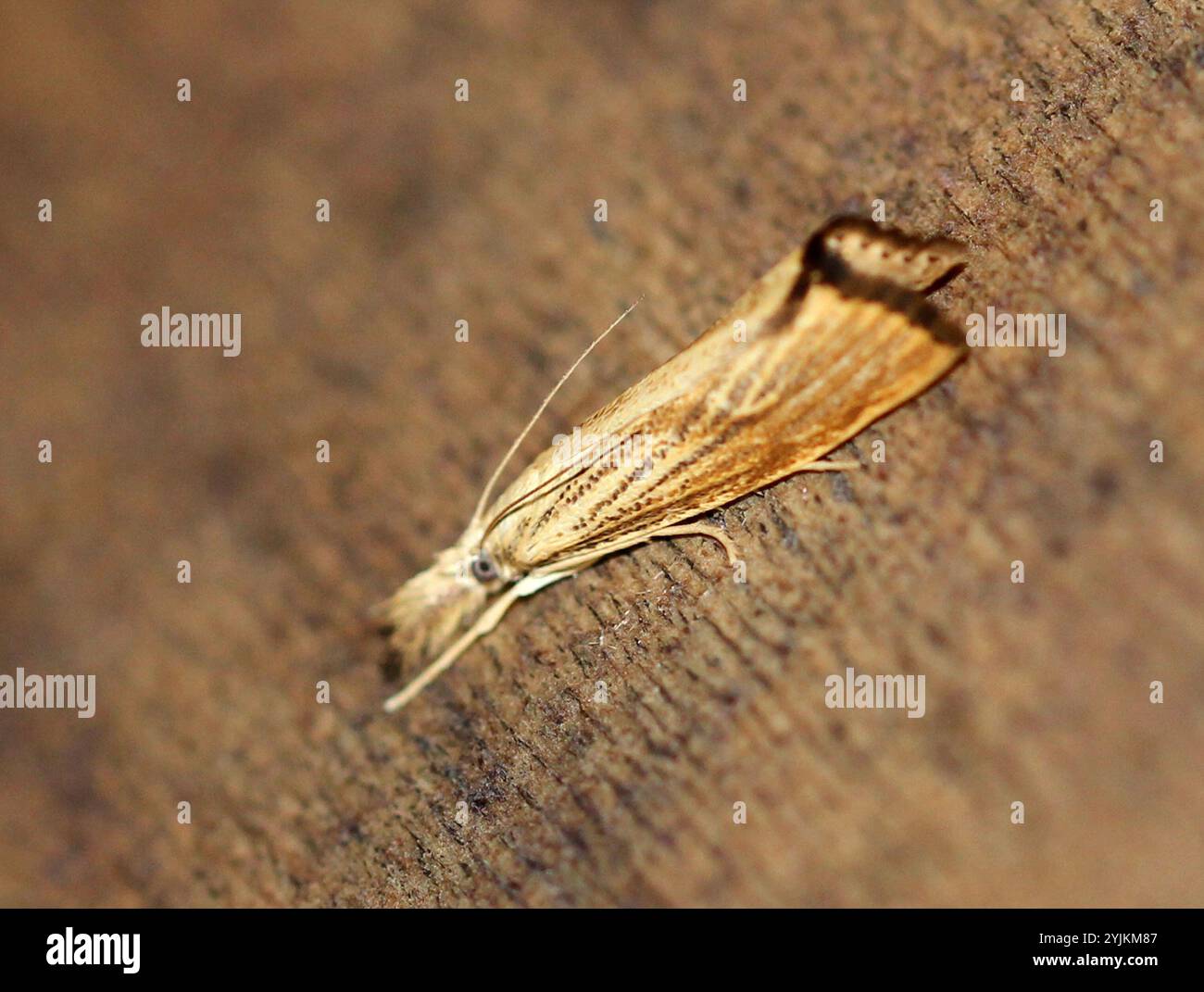 Lesser Vagabond Sod Webworm Moth (Agriphila ruricolellus Stock Photo ...