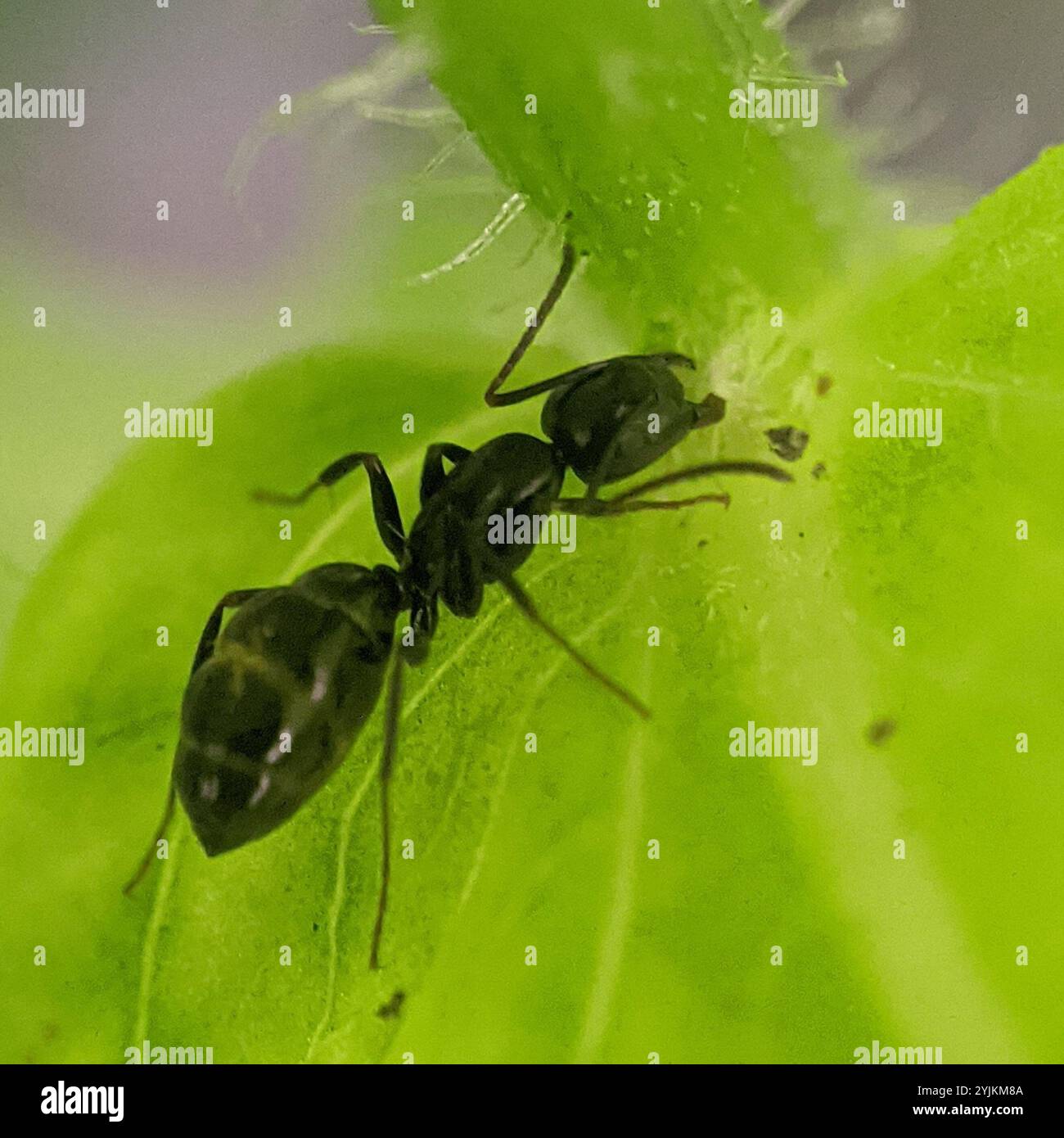 Nearctic Carpenter Ant (Camponotus nearcticus Stock Photo - Alamy