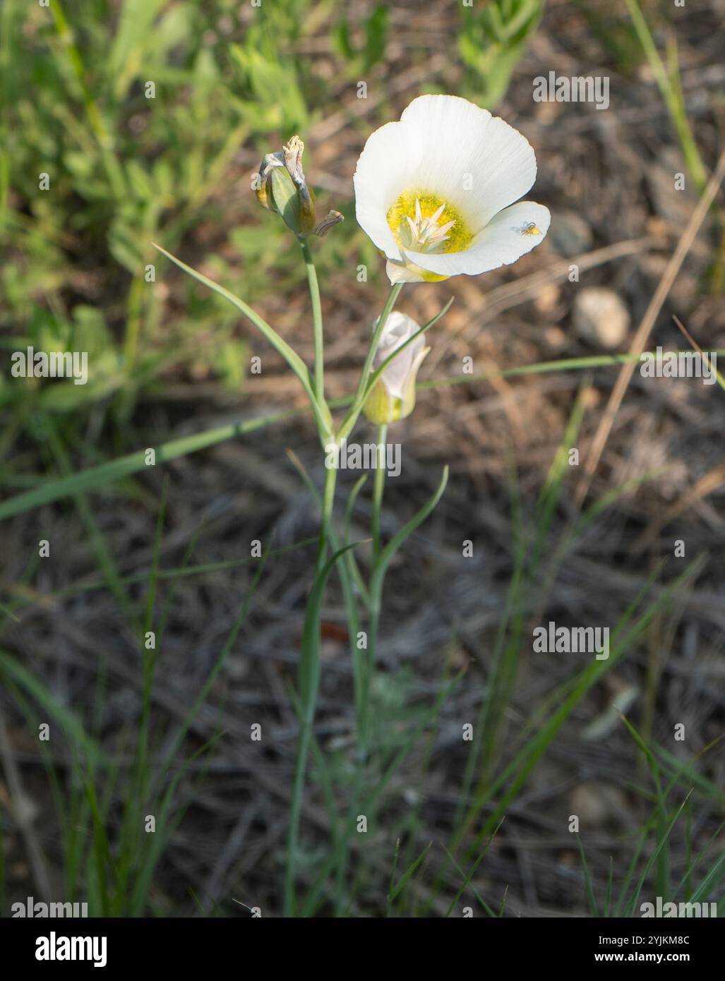 Gunnison's Mariposa Lily (Calochortus gunnisonii Stock Photo - Alamy