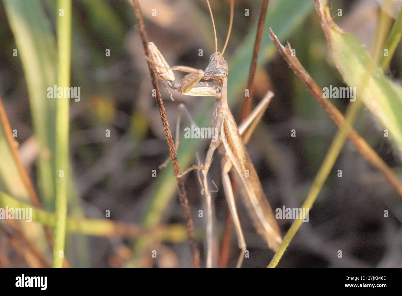 Grey Mantis (Ameles decolor Stock Photo - Alamy