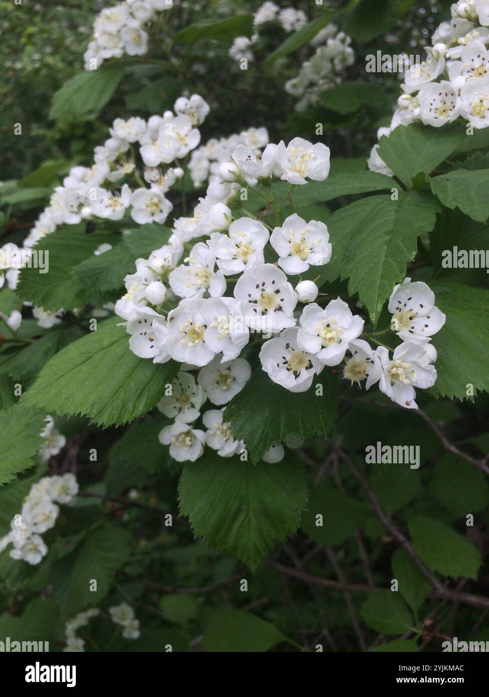 Large-thorn hawthorn (Crataegus macracantha Stock Photo - Alamy
