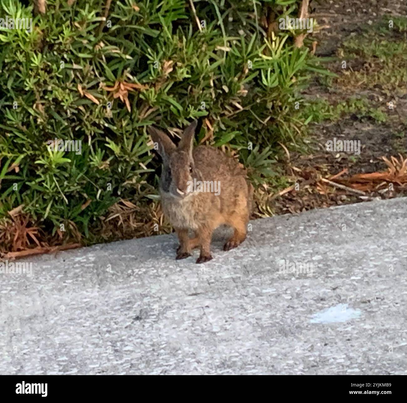 Sylvilagus palustris hi-res stock photography and images - Alamy