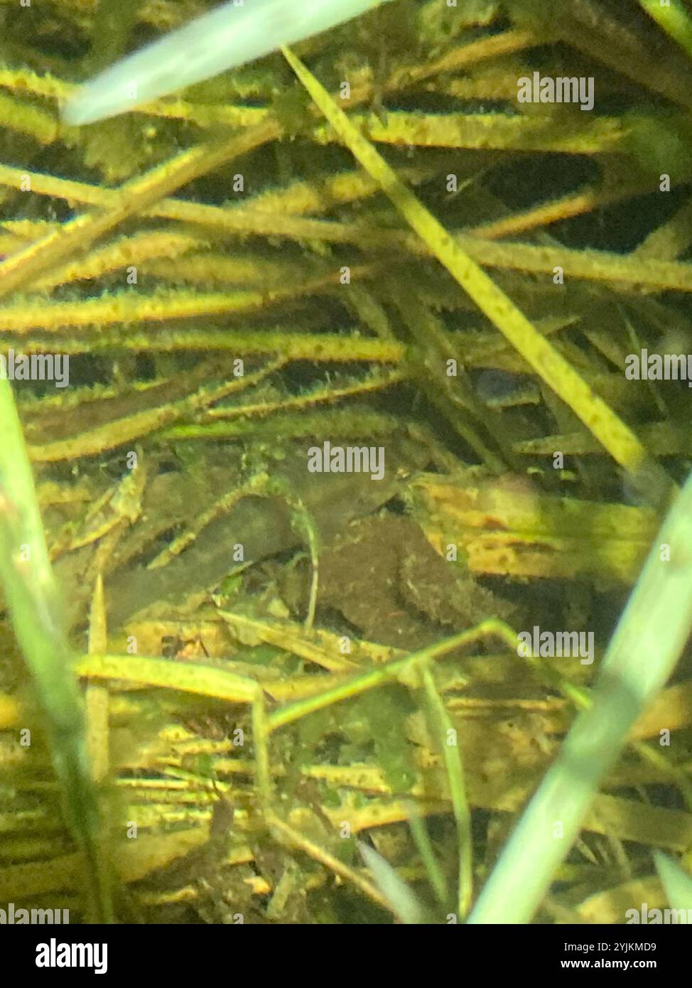 Ray-finned Fishes (Actinopterygii Stock Photo - Alamy