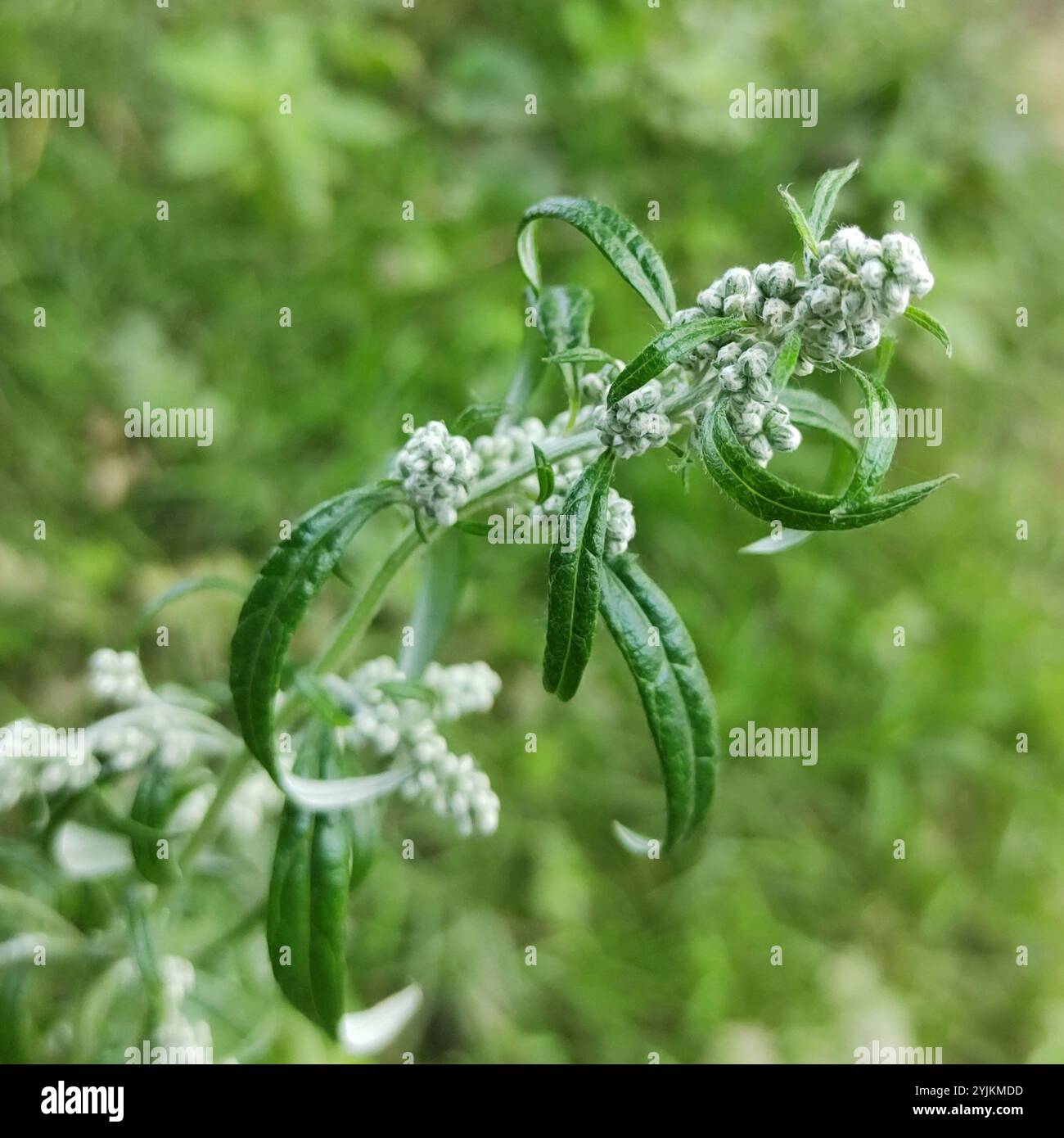 common mugwort (Artemisia vulgaris Stock Photo - Alamy