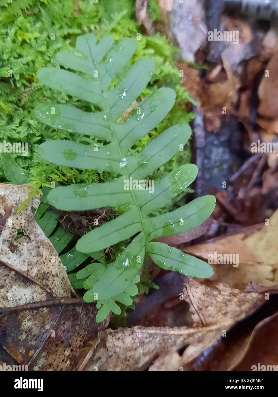 polypody ferns (Polypodium Stock Photo - Alamy