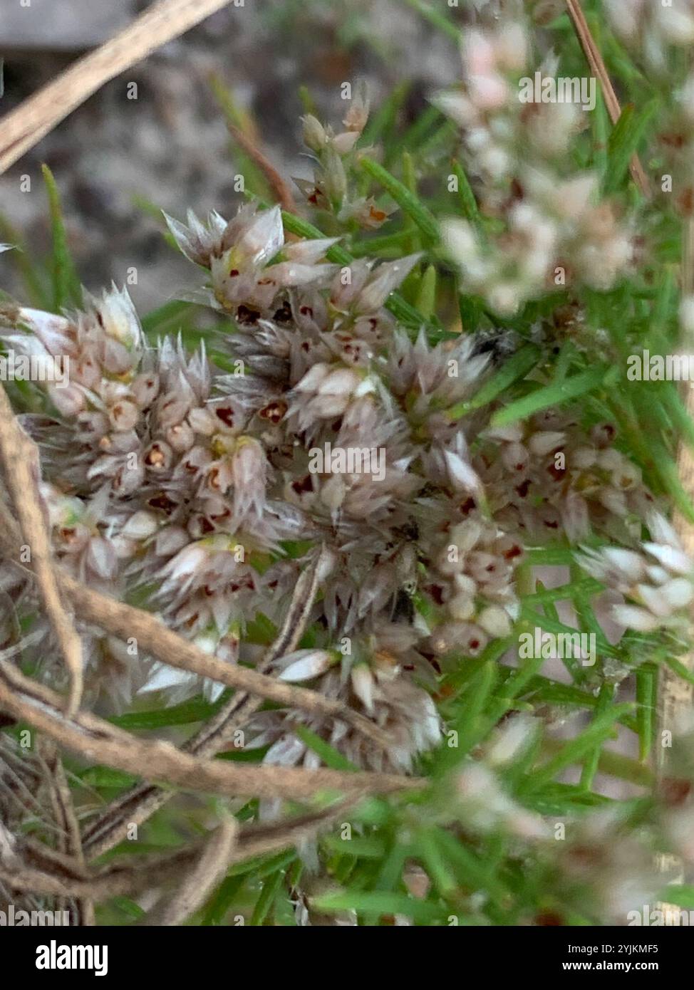 Oldman’s Cap (Polycarpaea corymbosa Stock Photo - Alamy