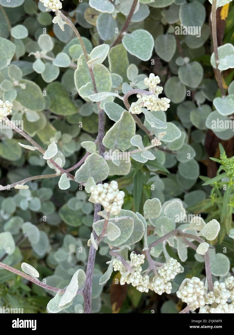 Helichrysum petiolare hi-res stock photography and images - Alamy