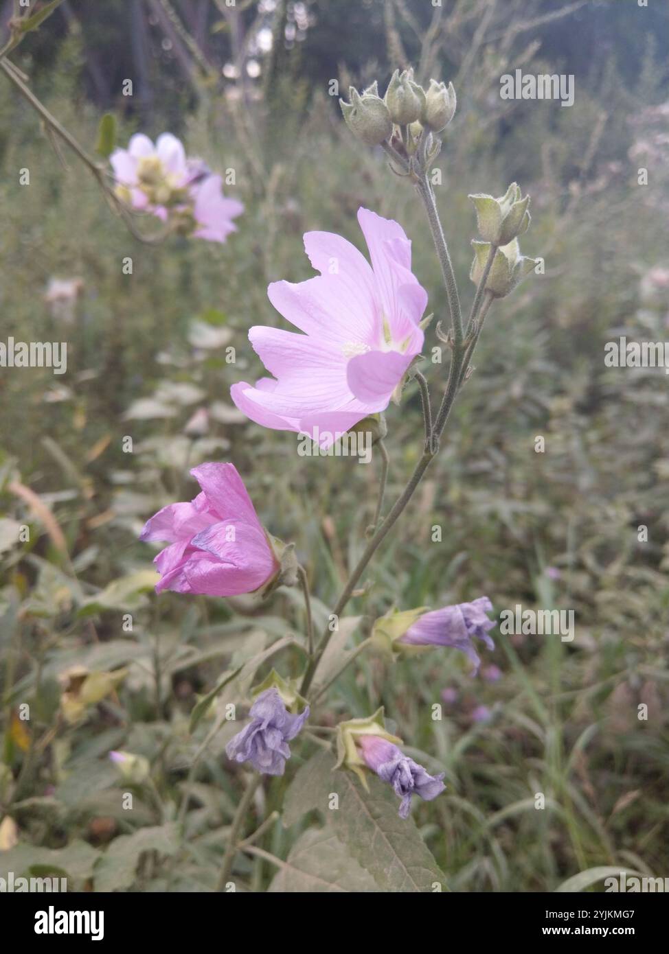 Eastern Tree-mallow (Malva thuringiaca Stock Photo - Alamy