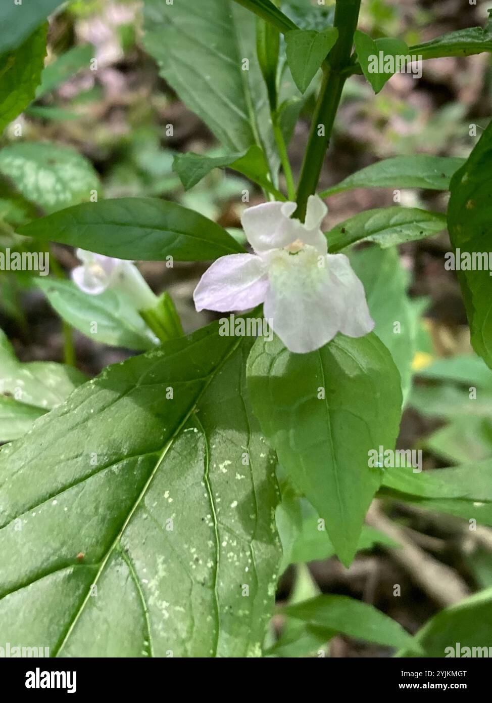 sharpwing monkeyflower (Mimulus alatus Stock Photo - Alamy