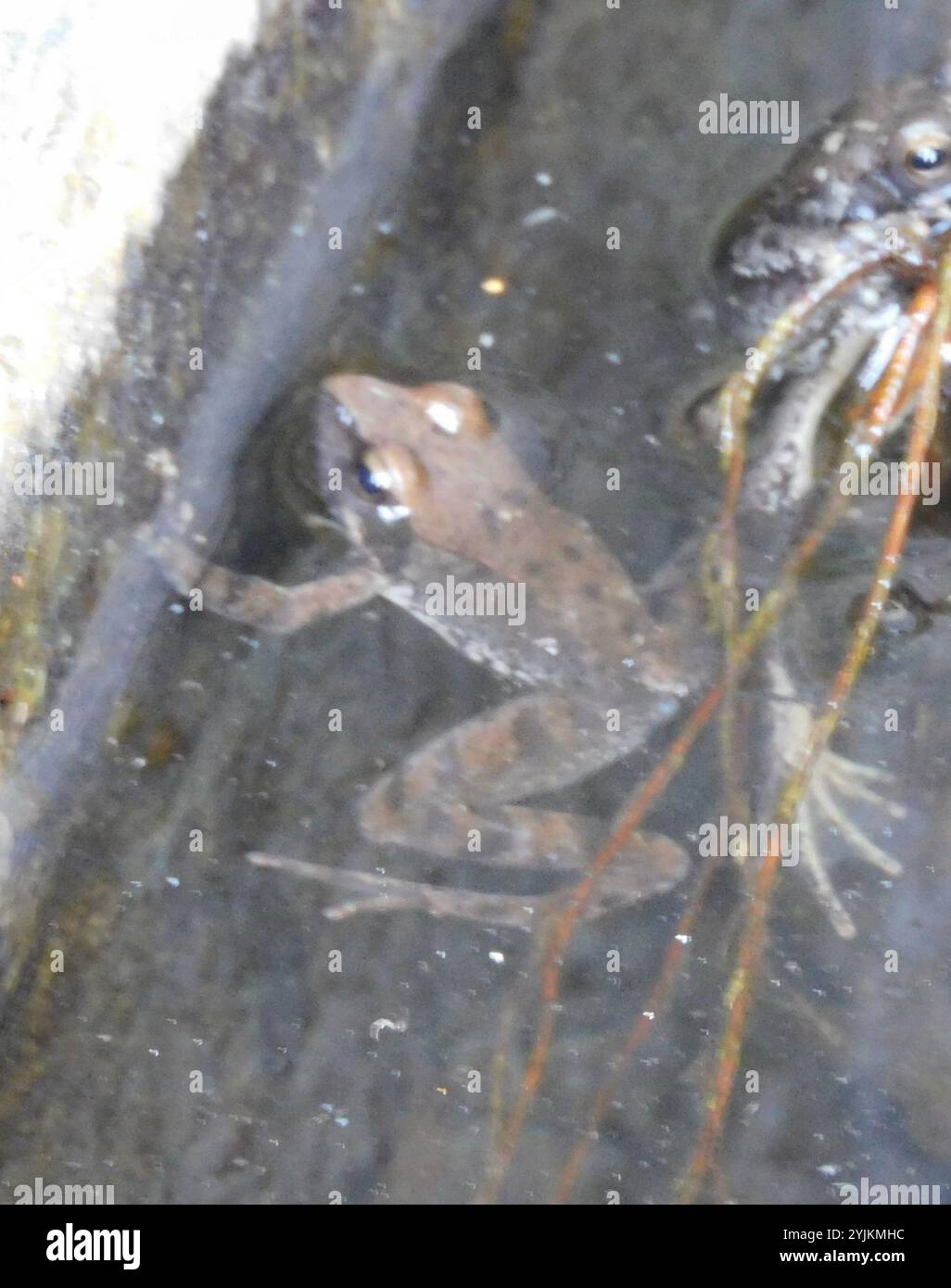 Italian Stream Frog (Rana italica Stock Photo - Alamy