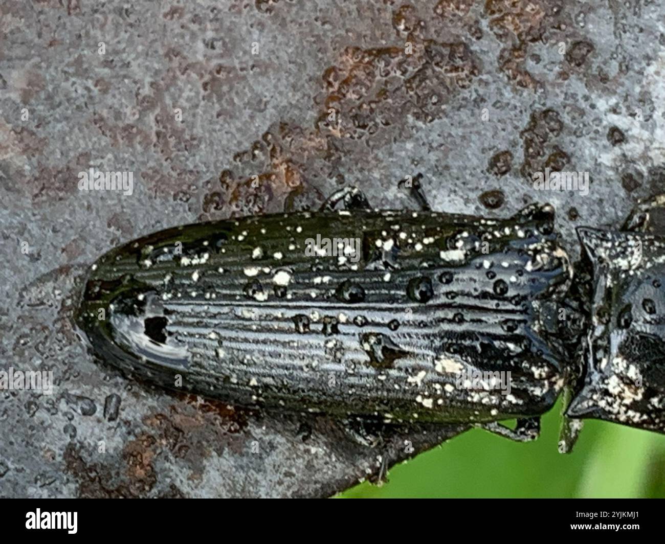Eastern Eyed Click Beetle (Alaus oculatus Stock Photo - Alamy