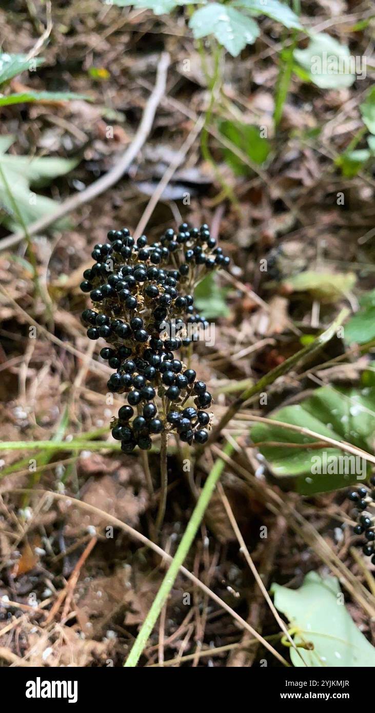 wild leeks (Allium tricoccum Stock Photo - Alamy