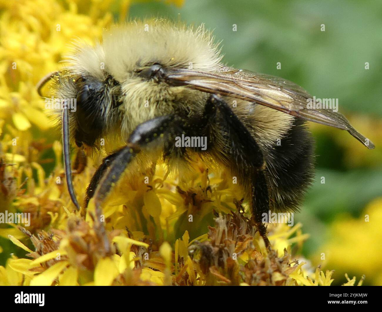 Half-black Bumble Bee (Bombus vagans Stock Photo - Alamy