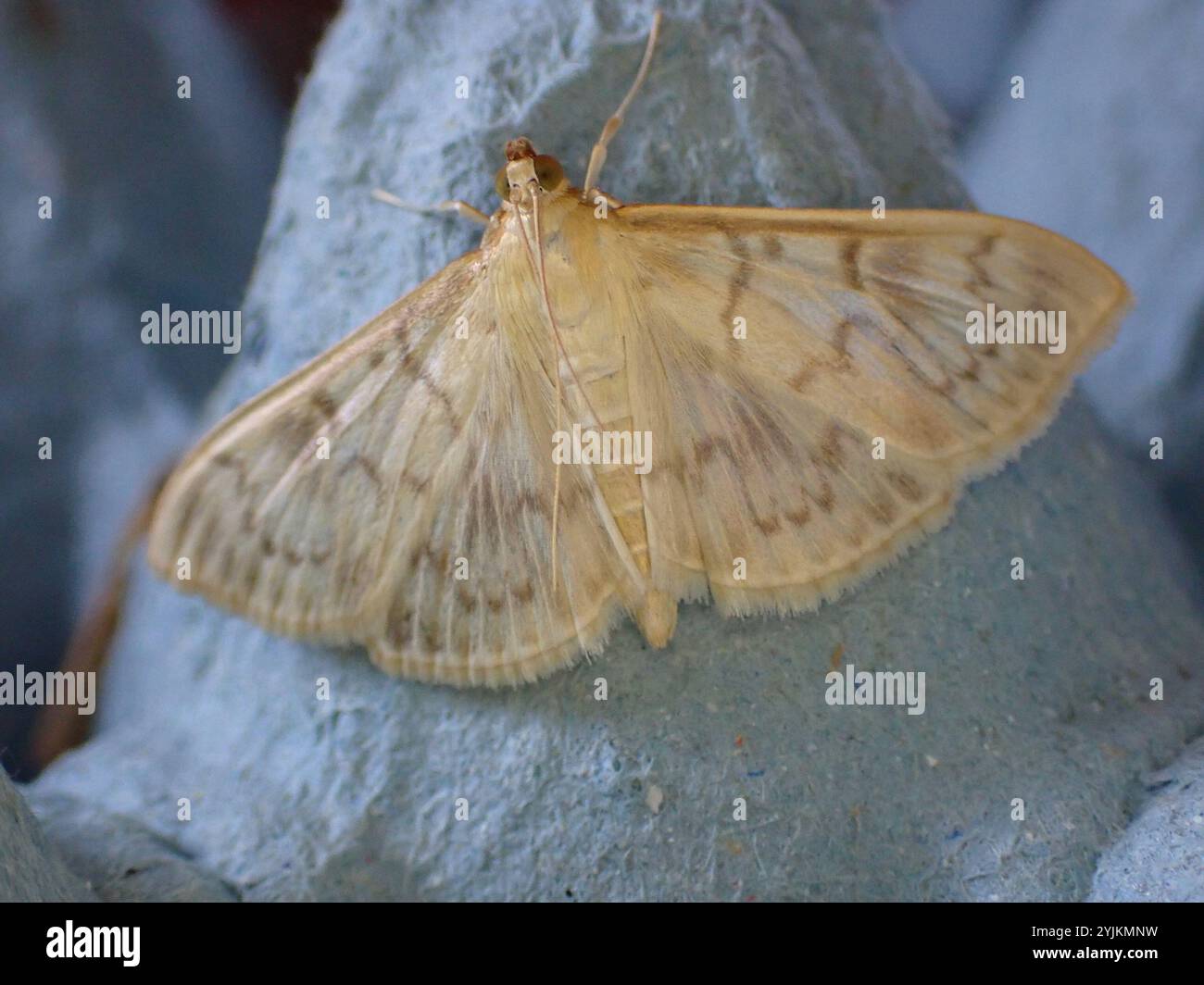 Mother of Pearl (Patania ruralis Stock Photo - Alamy
