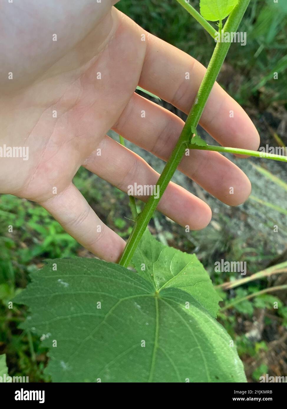 Saltmarsh mallow (Kosteletzkya pentacarpos Stock Photo - Alamy