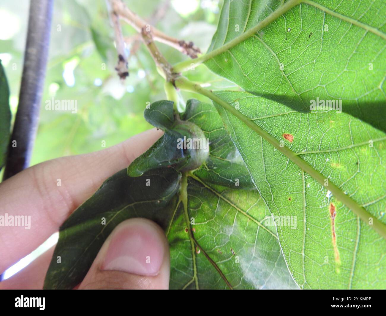 Oak Petiole Gall Wasp (Andricus quercuspetiolicola Stock Photo - Alamy