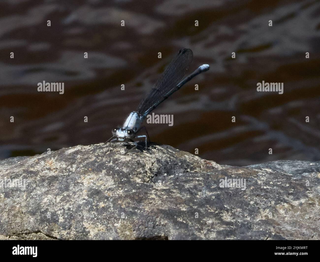 Powdered Dancer (Argia moesta Stock Photo - Alamy