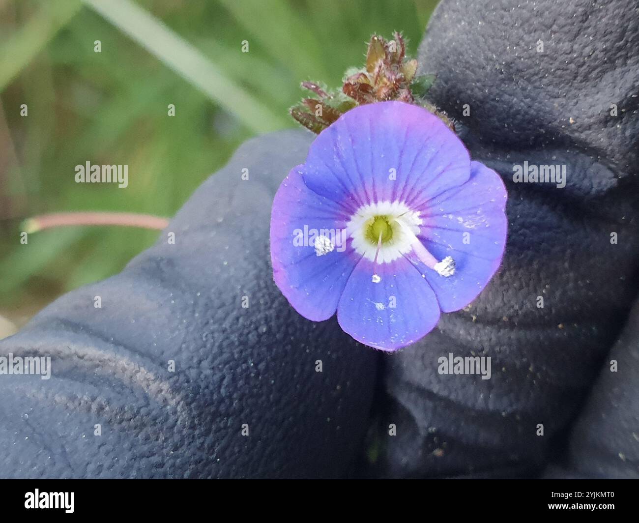 Creeping Speedwell (Veronica umbrosa Stock Photo - Alamy