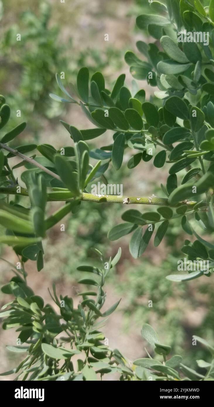 desert ironwood (Olneya tesota Stock Photo - Alamy