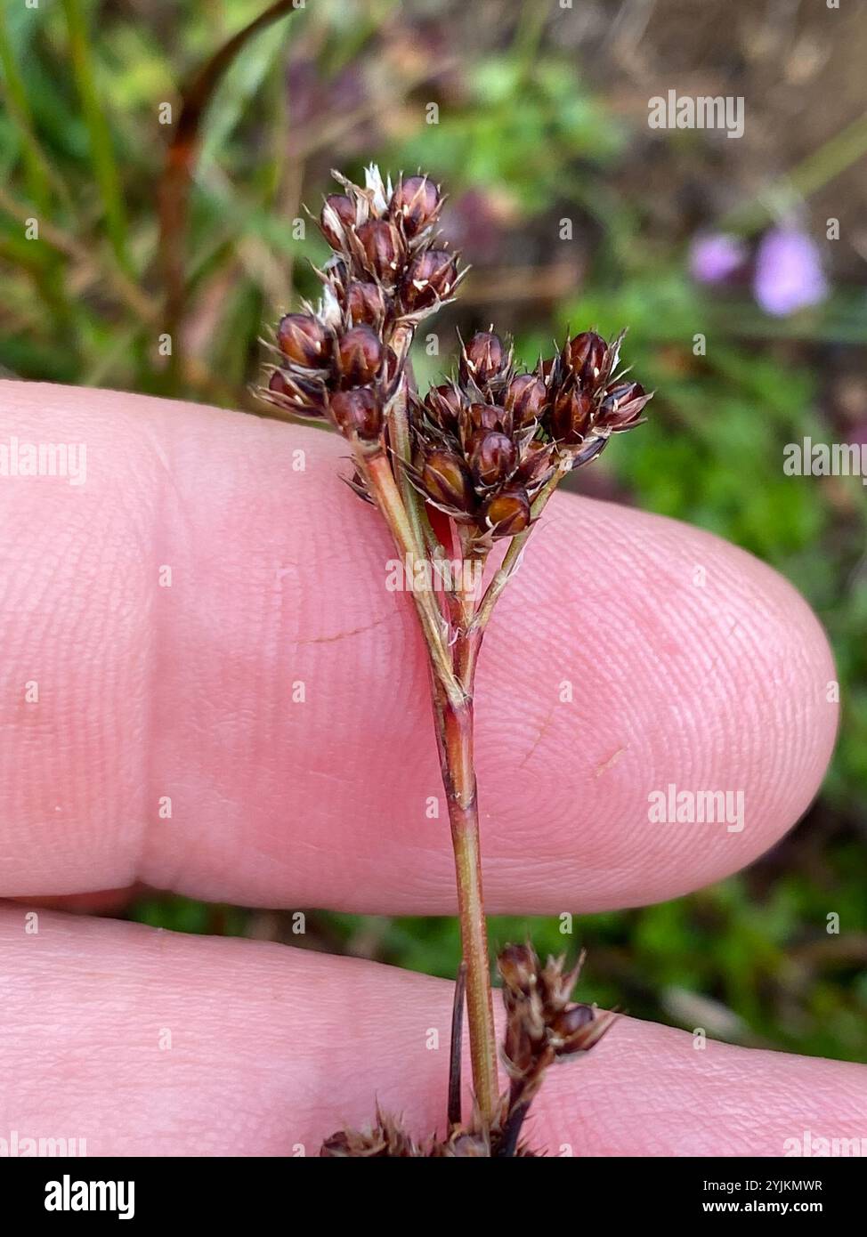 Luzula multiflora hi-res stock photography and images - Alamy