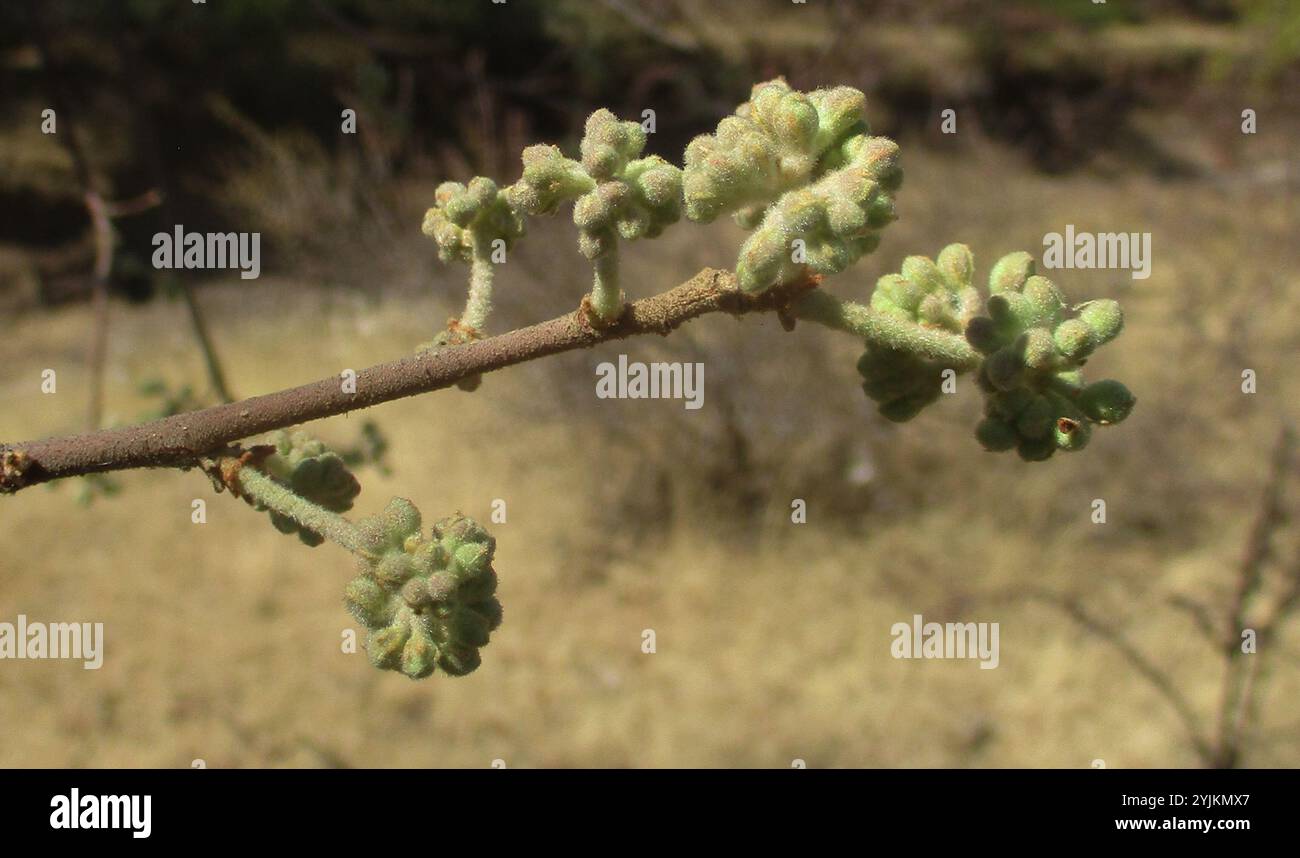 South African Wild Pear (Dombeya rotundifolia Stock Photo - Alamy