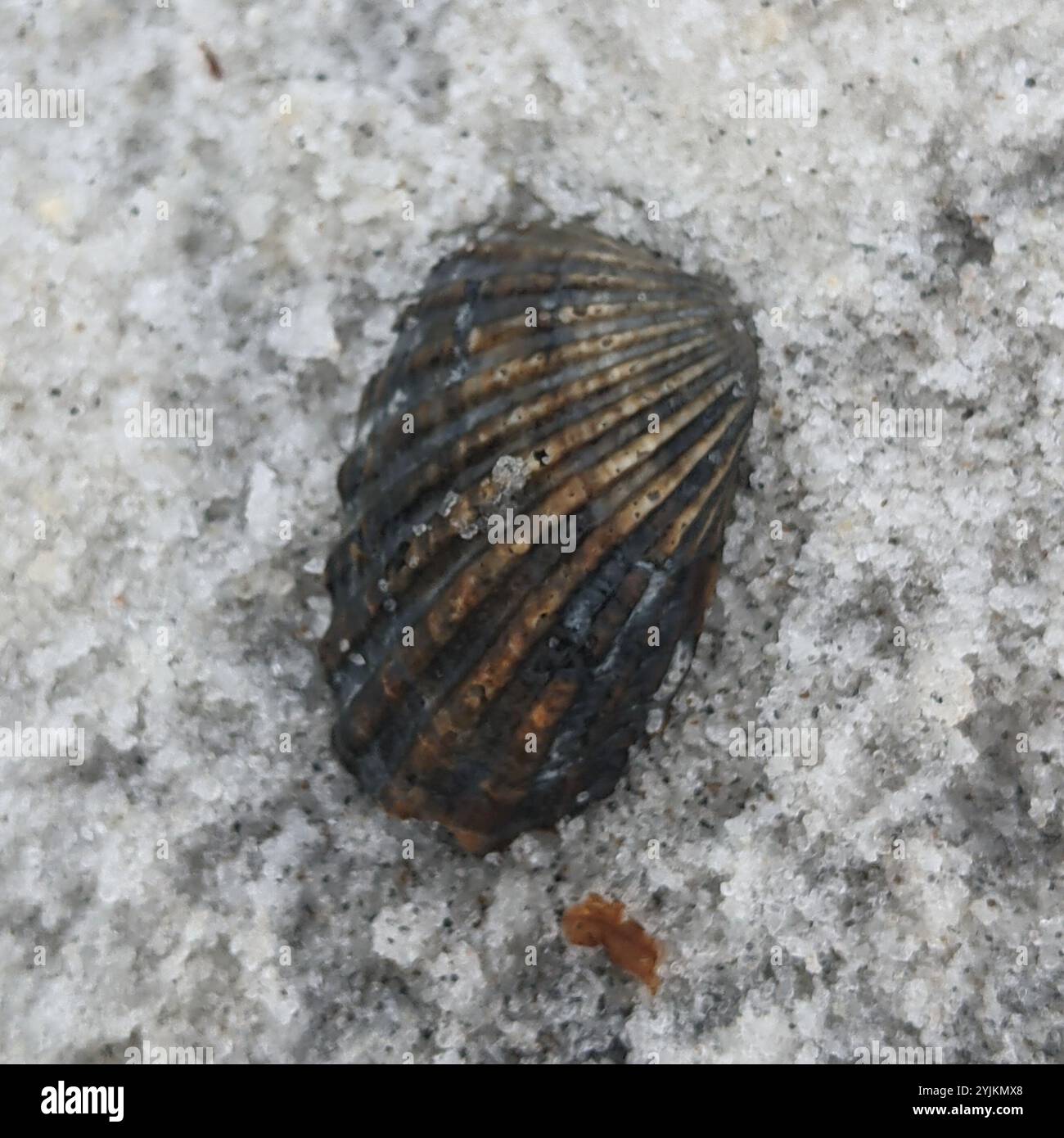 Cardites hi-res stock photography and images - Alamy