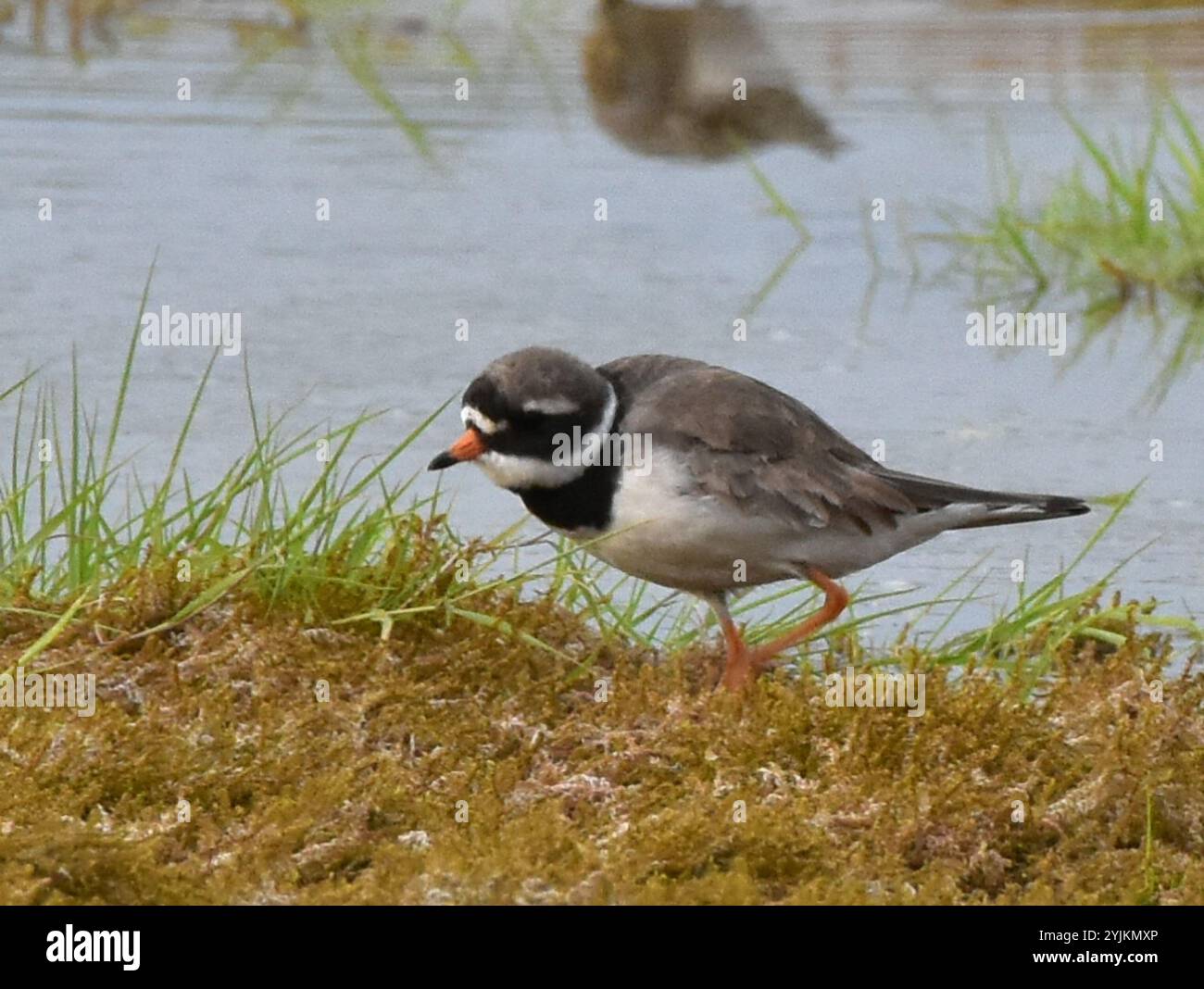 Common Ringed Plover (Charadrius hiaticula Stock Photo - Alamy