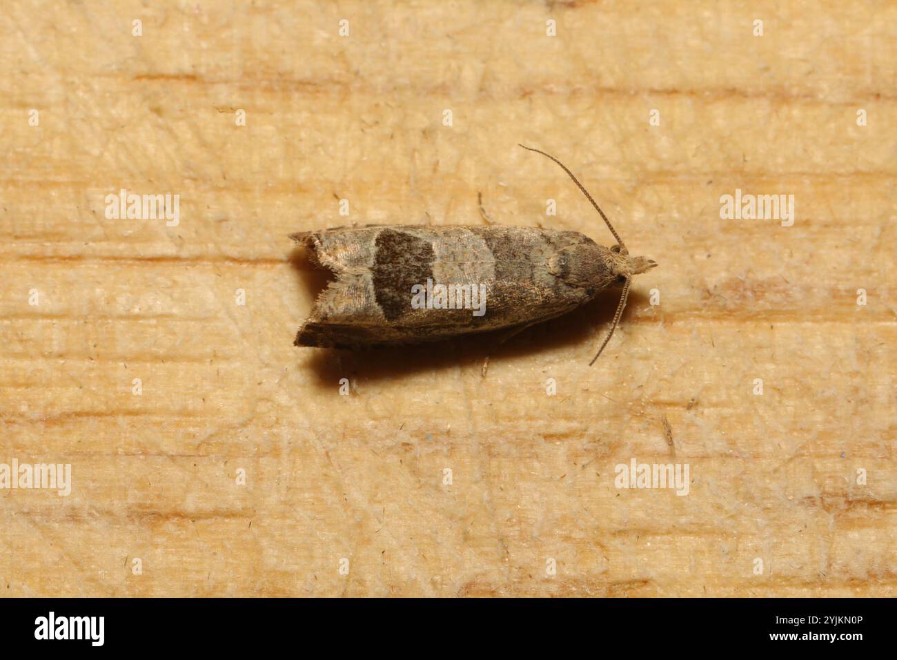 Bramble Shoot Moth (Notocelia uddmanniana Stock Photo - Alamy